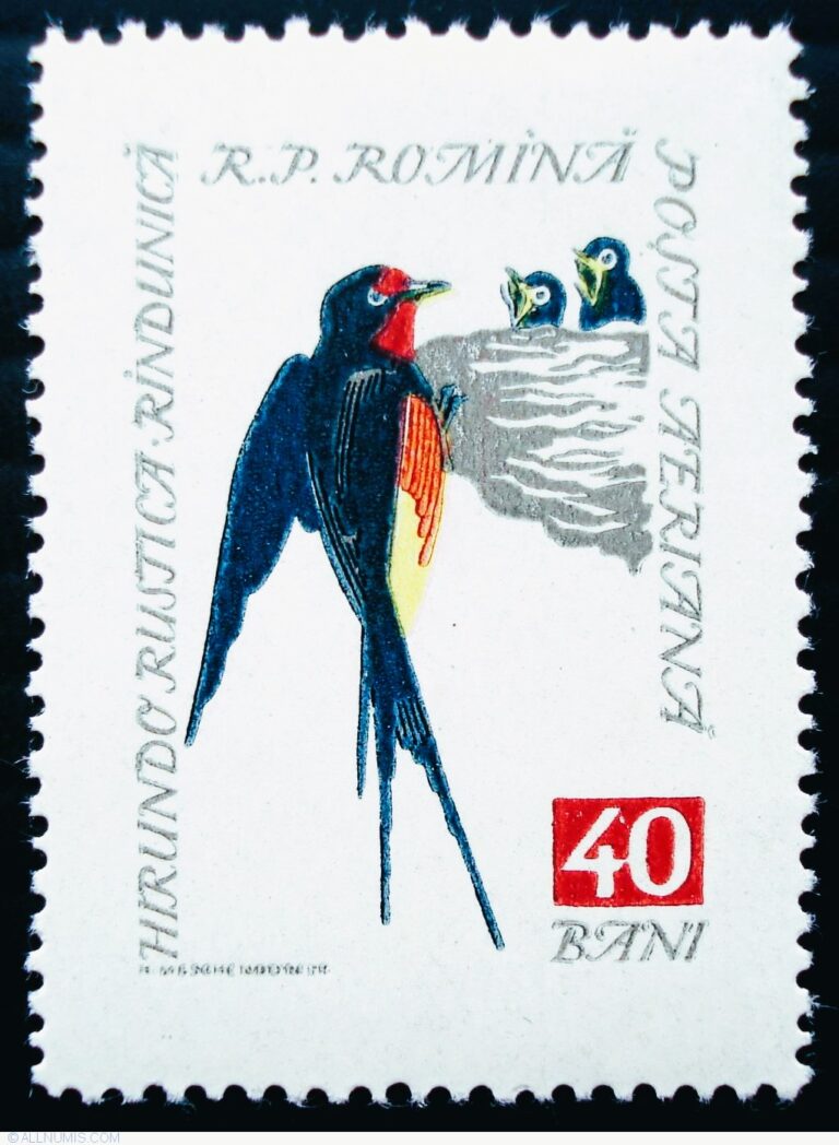 Rândunica. Curiozități și legende - Ecoul muntilor